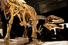 Megaraptor | Dinosaurpedia Wiki | Fandom