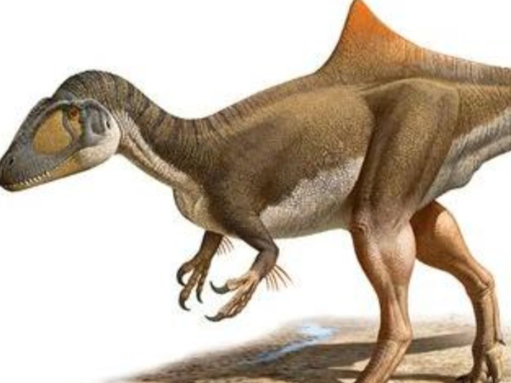 Concavenator | Dinosaurpredia Wiki | Fandom