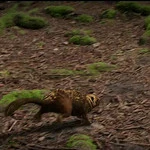 Castorocauda | Dinosaur Revolution Wiki | Fandom