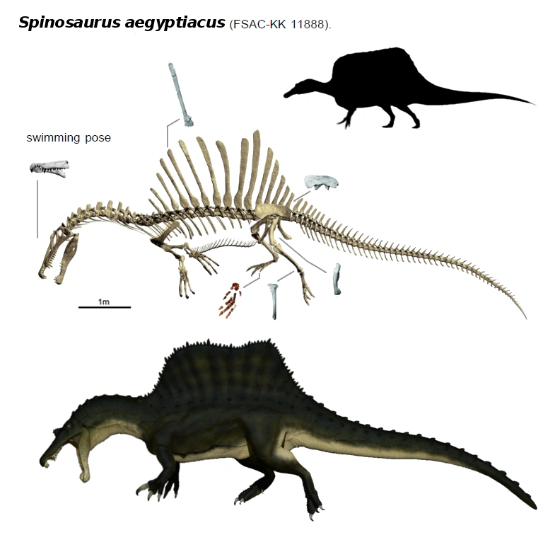 Spinosaurus Dinosaurs And Birds Wiki Fandom