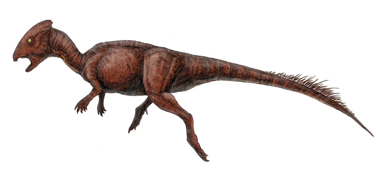 Homalocephale | Dinopedia | Fandom