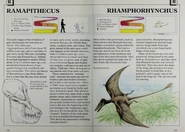 Sivapithecus | Dinopedia | Fandom