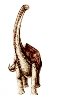 Huabeisaurus | Dinopedia | Fandom