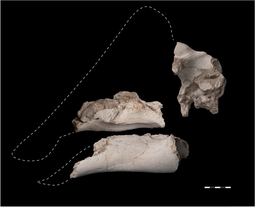Minqaria | Dinopedia | Fandom