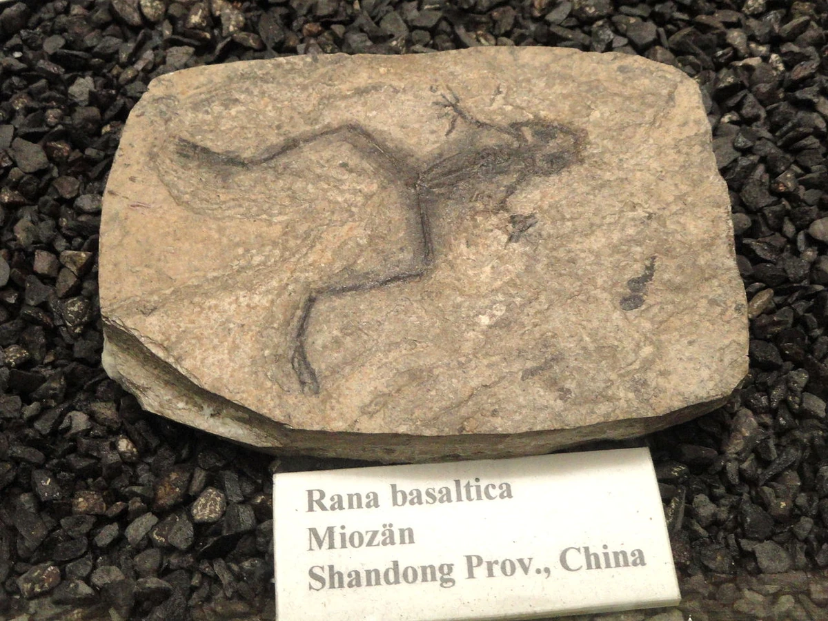 Rana basaltica | Dinopedia | Fandom