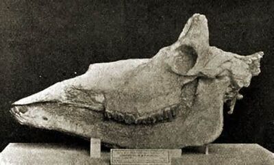 Progiraffa | Dinopedia | Fandom