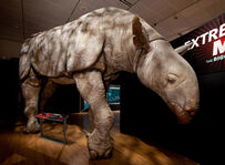 Paraceratherium | Dinopedia | Fandom