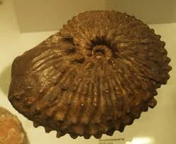 Protrachyceras | Dinopedia | Fandom