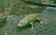 Eryops | Dinopedia | Fandom