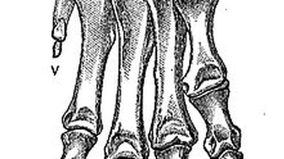 Discuss Everything About Dinopedia | Fandom