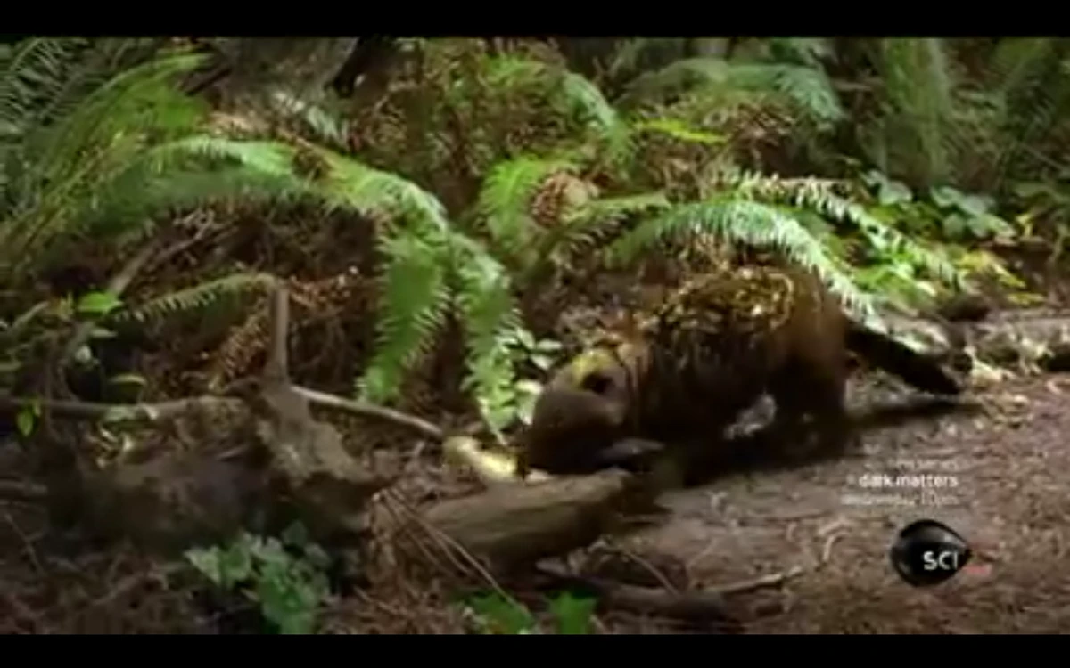 Castorocauda | Dinopedia | Fandom