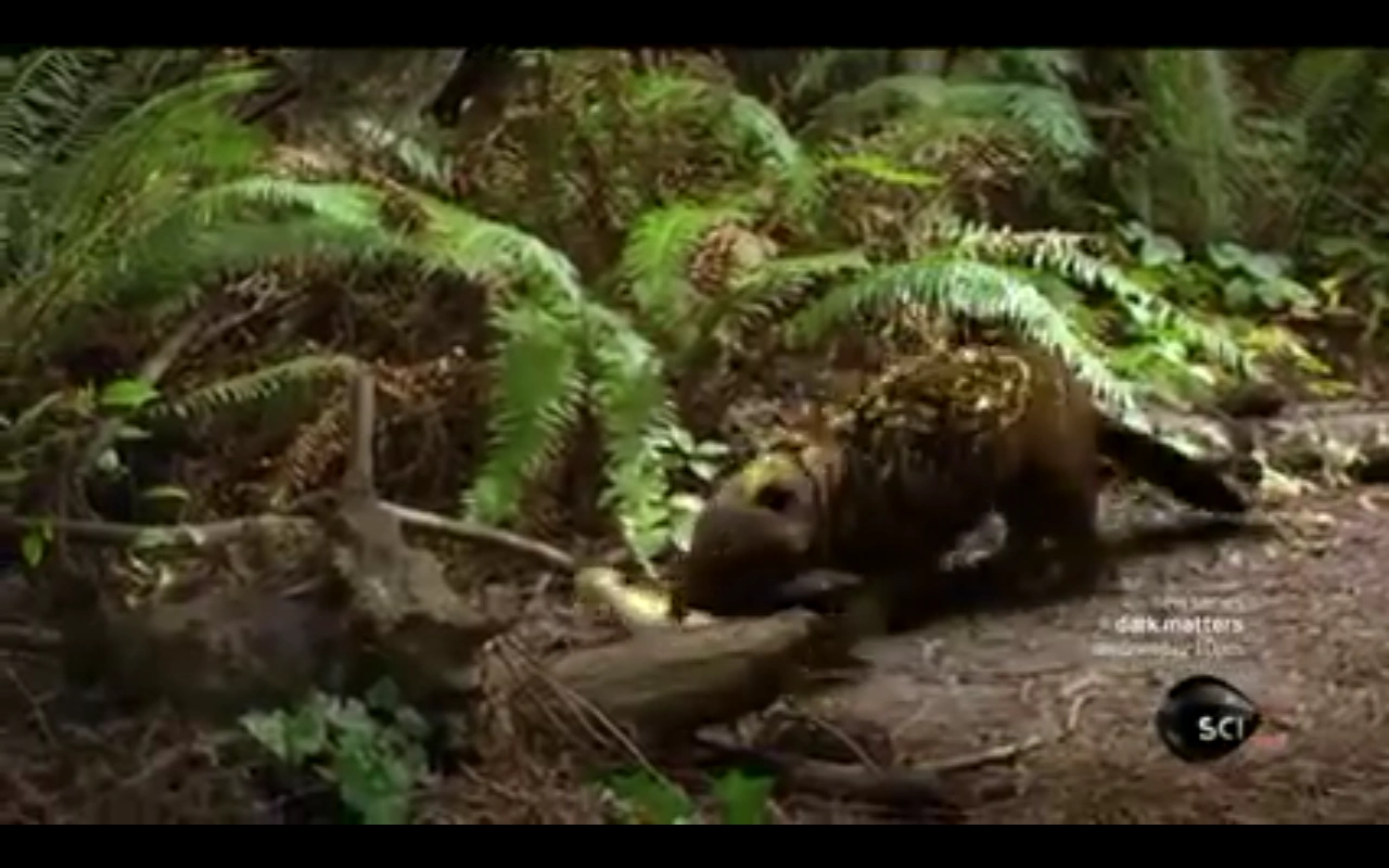 Discuss Everything About Dinopedia | Fandom