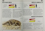 Sinoconodon | Dinopedia | Fandom