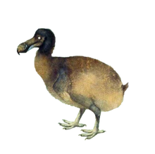 Dodo | Dinopedia | Fandom