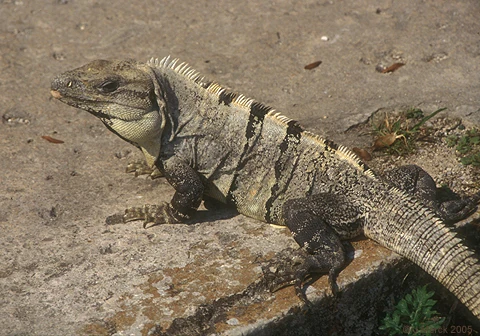Lepidosauria | Dinopedia | Fandom