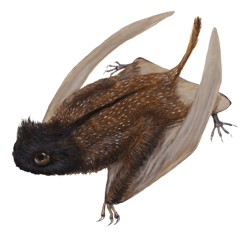 Category:Oxfordian Pterosaurs | Dinopedia | Fandom Category:Oxfordian Pterosaurs | Dinopedia | Fandom