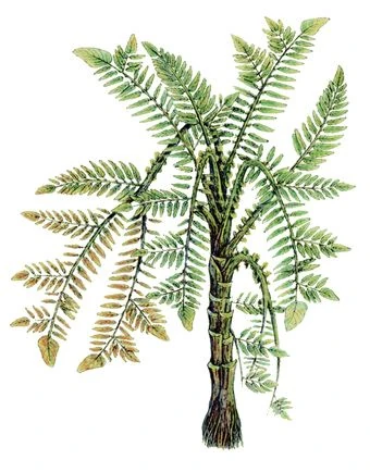 Medullosa | Dinopedia | Fandom