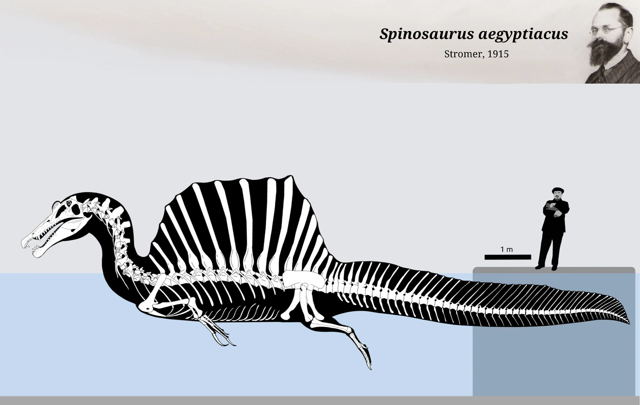 Spinosaurus Aegyptiacus