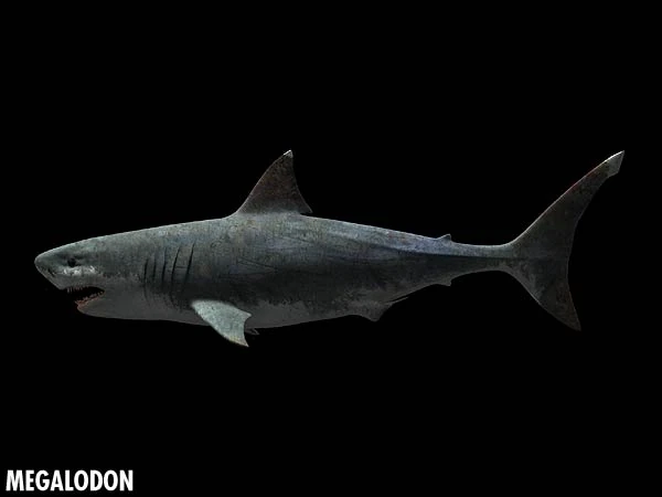 Megalodon (shark) | Dinopedia | Fandom