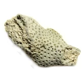 Astrelia | Dinopedia | Fandom