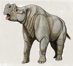 Protitanotherium | Dinopedia | Fandom