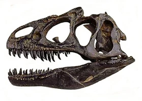 Skull | Dinopedia | Fandom