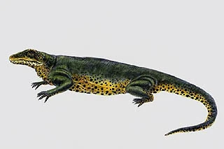 Varanosaurus | Dinopedia | Fandom