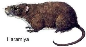 Thomasia | Dinopedia | Fandom