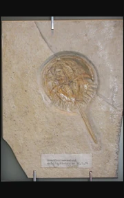 Mesolimulus | Dinopedia | Fandom