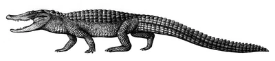 Brachychampsa | Dinopedia | Fandom