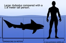 Hybodus | Dinopedia | Fandom