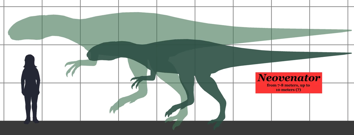 Neovenator | Dinopedia | Fandom
