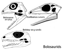 Bolosauridae | Dinopedia | Fandom