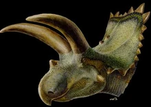 Coahuilaceratops | Dinopedia | Fandom