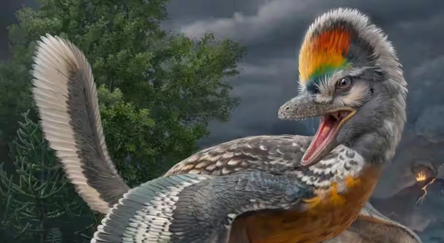 Jaculinykus | Dinopedia | Fandom