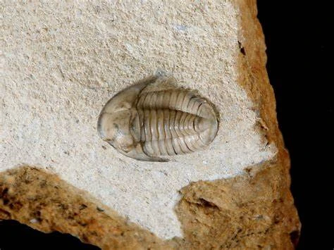 Proetus | Dinopedia | Fandom