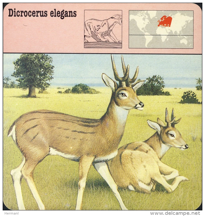 Dicrocerus | Dinopedia | Fandom