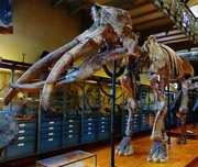 Archaeobelodon | Dinopedia | Fandom