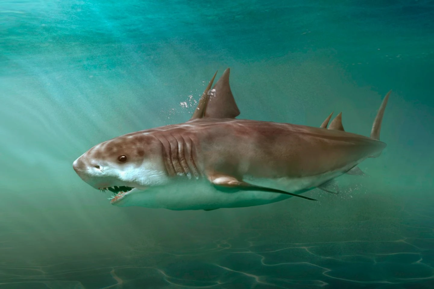 Hybodus | Dinopedia | Fandom