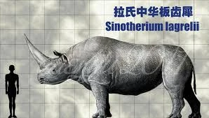 Sinotherium | Dinopedia | Fandom
