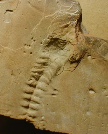 Trace fossil | Dinopedia | Fandom
