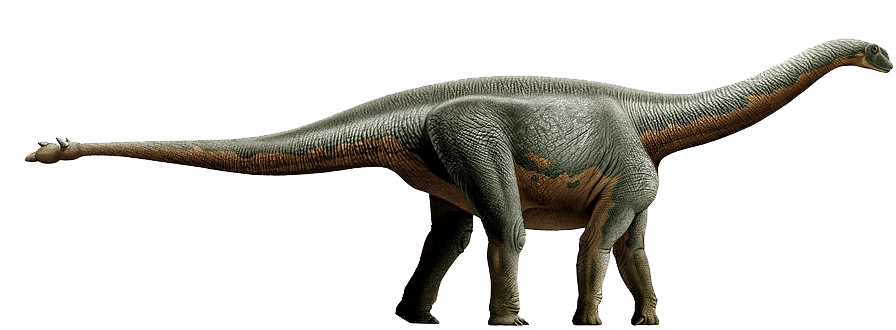 Shunosaurus | Dinopedia | Fandom