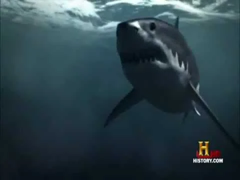 Sightings Of The Megalodon Shark