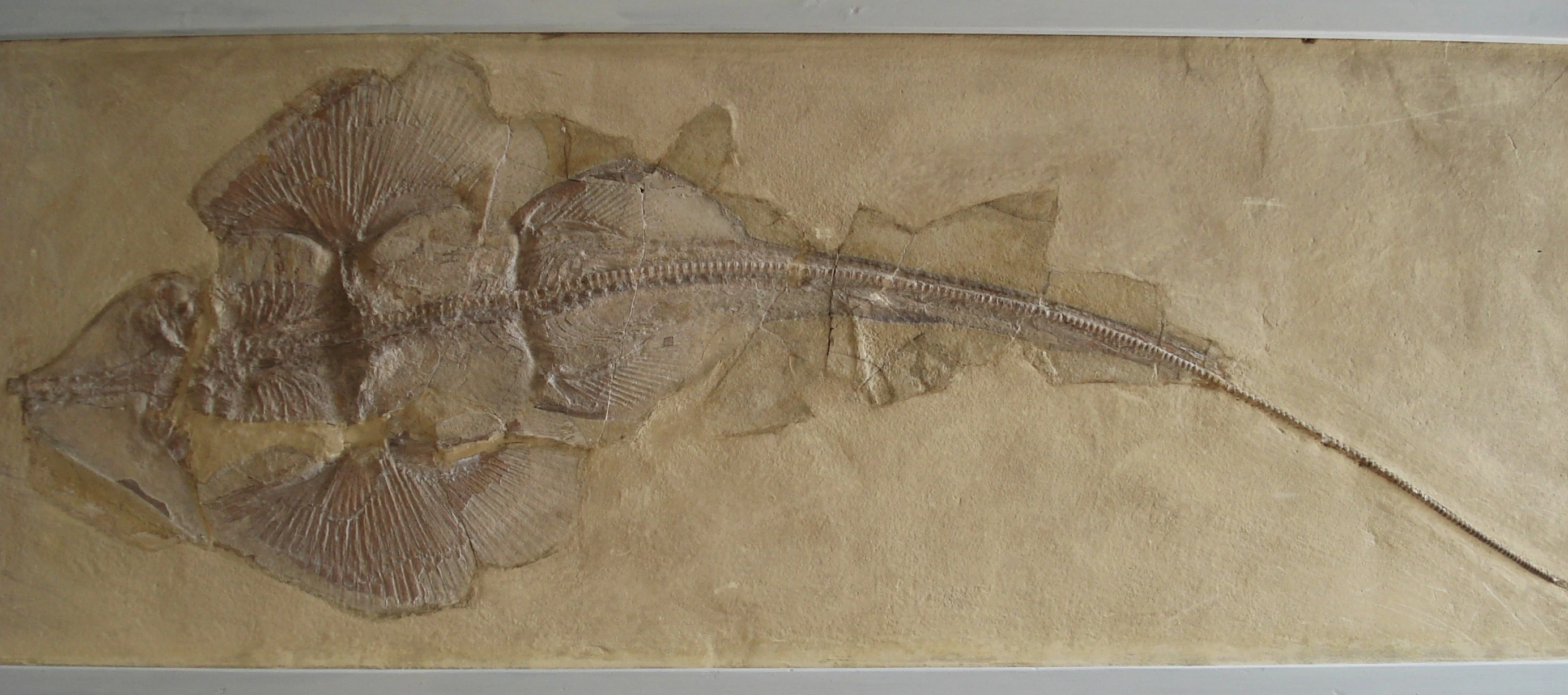 Discuss Everything About Dinopedia | Fandom