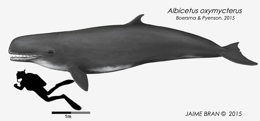 Albicetus | Dinopedia | Fandom