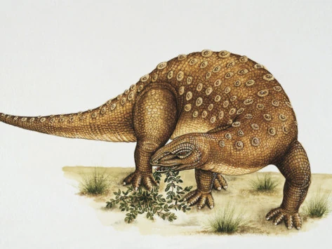 Minmi | Dinopedia | Fandom