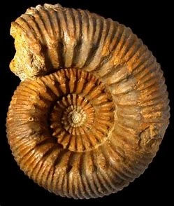 Stephanoceras | Dinopedia | Fandom