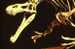 Suchomimus | Dinopedia | Fandom