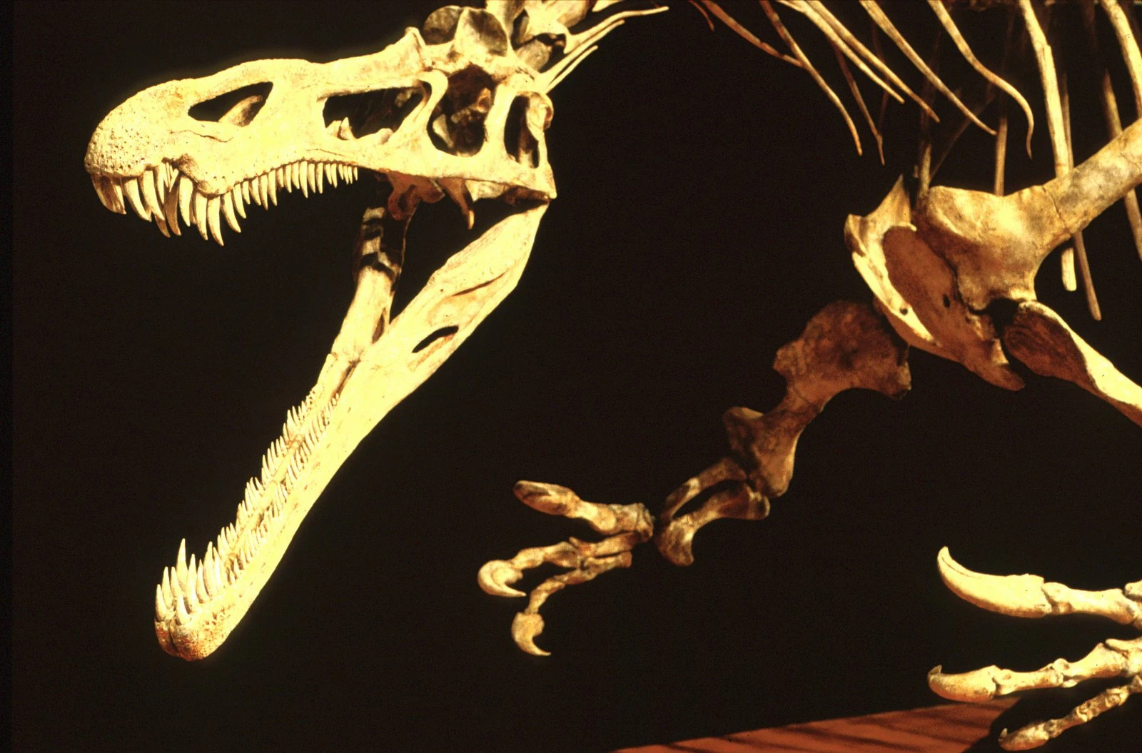 Suchomimus Skeleton