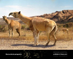 Macrauchenia | Dinopedia | Fandom